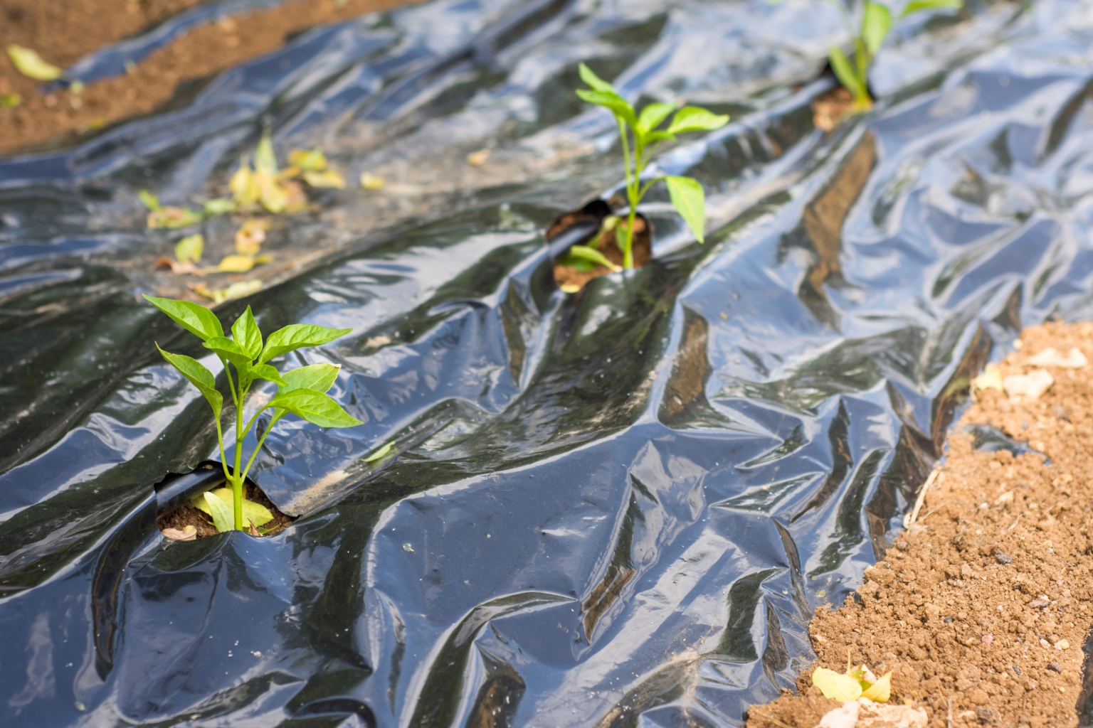 Biodegradation Test Results - BioSphere Plastic